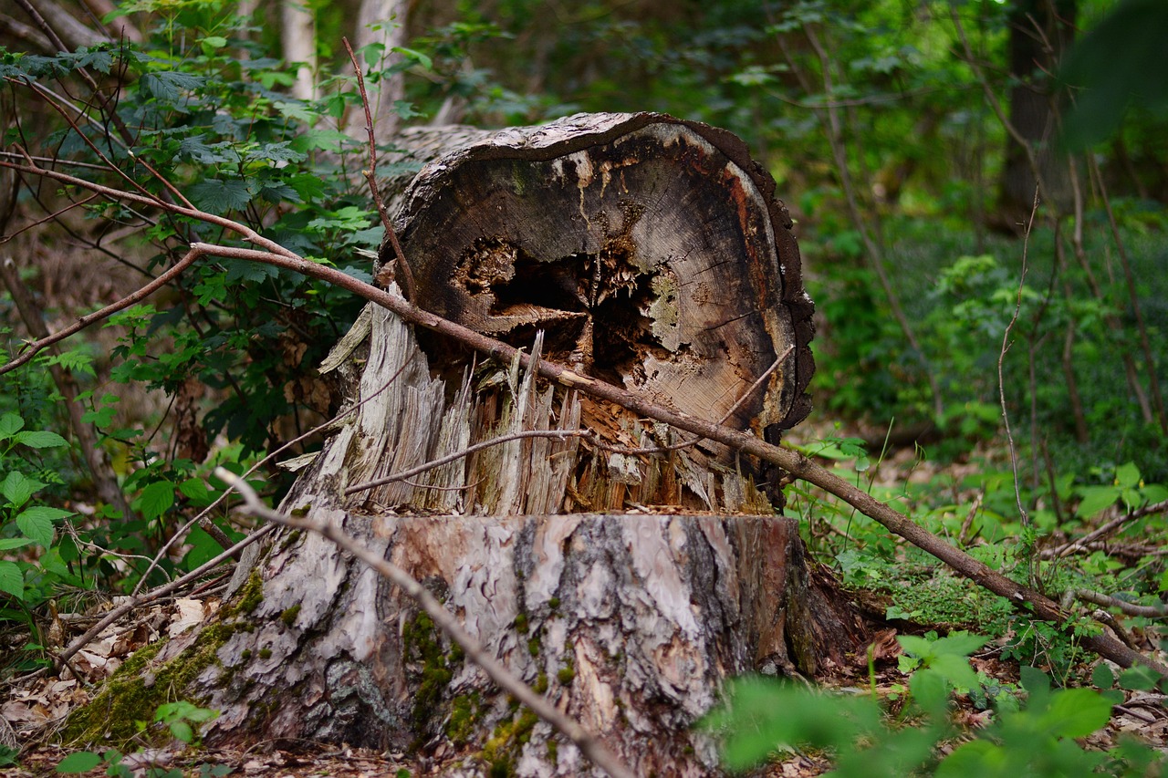 Arbre Dommages Aux Arbres Favor - Photo gratuite sur Pixabay - Pixabay