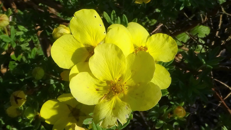 Yellow Flower Blossom - Free photo on Pixabay - Pixabay