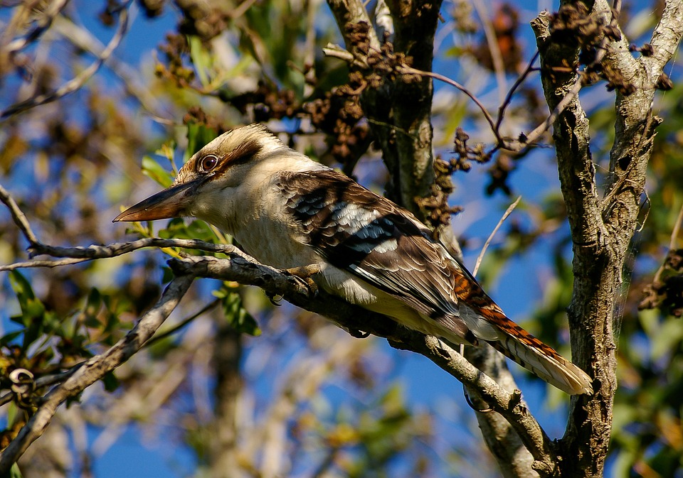 Laughing Kookaburra - Free photo on Pixabay