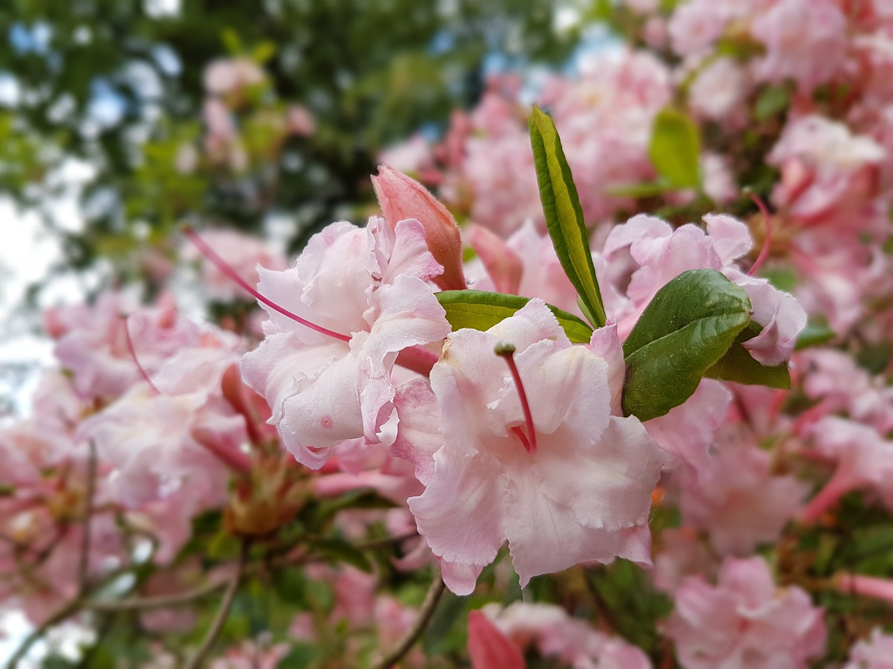 Flowers Azaleas Azalea - Free photo on Pixabay
