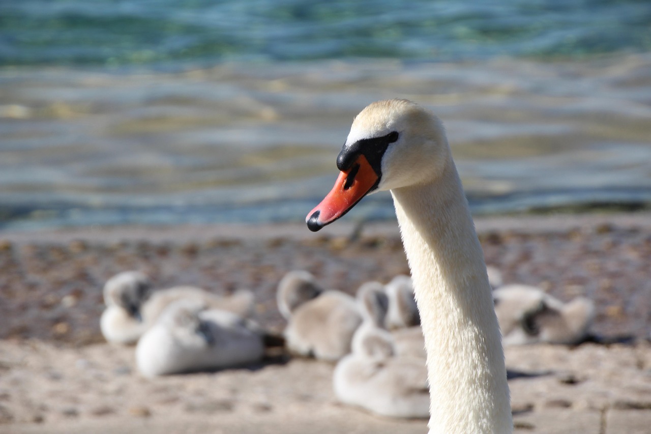 Cisne Família - Foto gratuita no Pixabay - Pixabay
