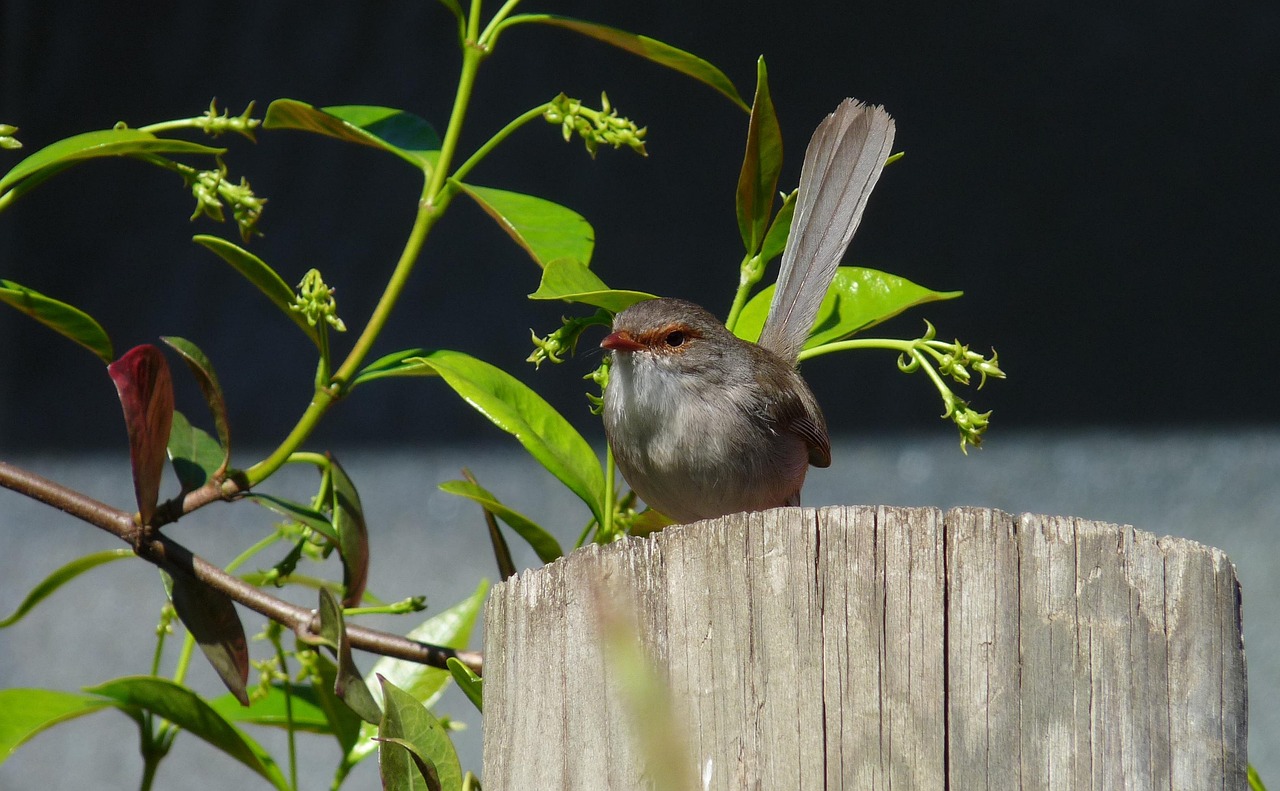Wren Female Bird - Free photo on Pixabay - Pixabay