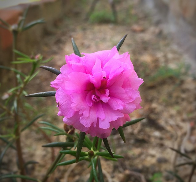 Portulaca Grandiflora Bunga Pukul - Foto gratis di Pixabay - Pixabay