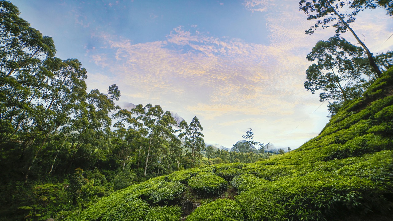 80+ Free Munnar & Kerala Images - Pixabay