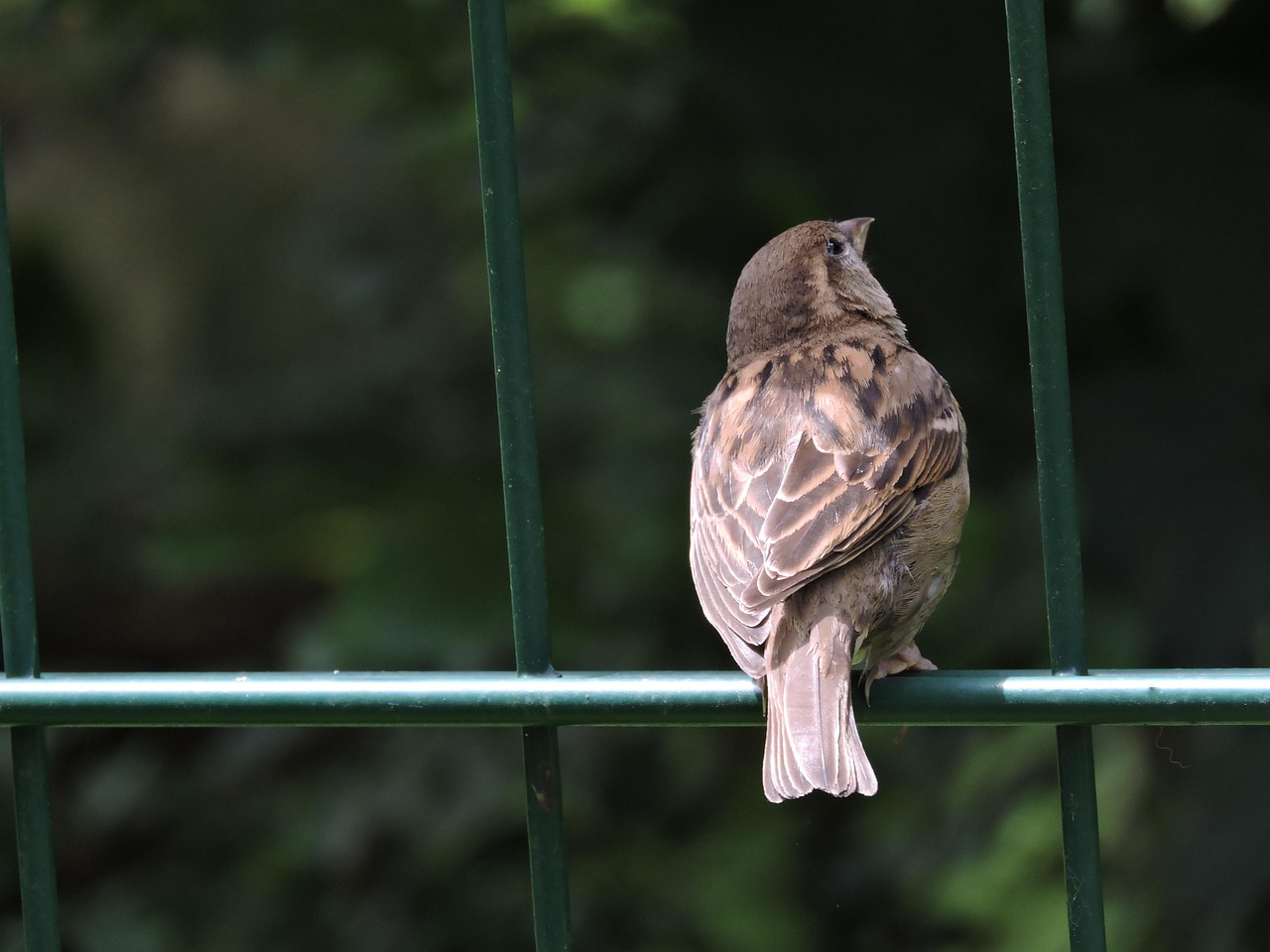 Bird Zoo Feathers - Free photo on Pixabay - Pixabay