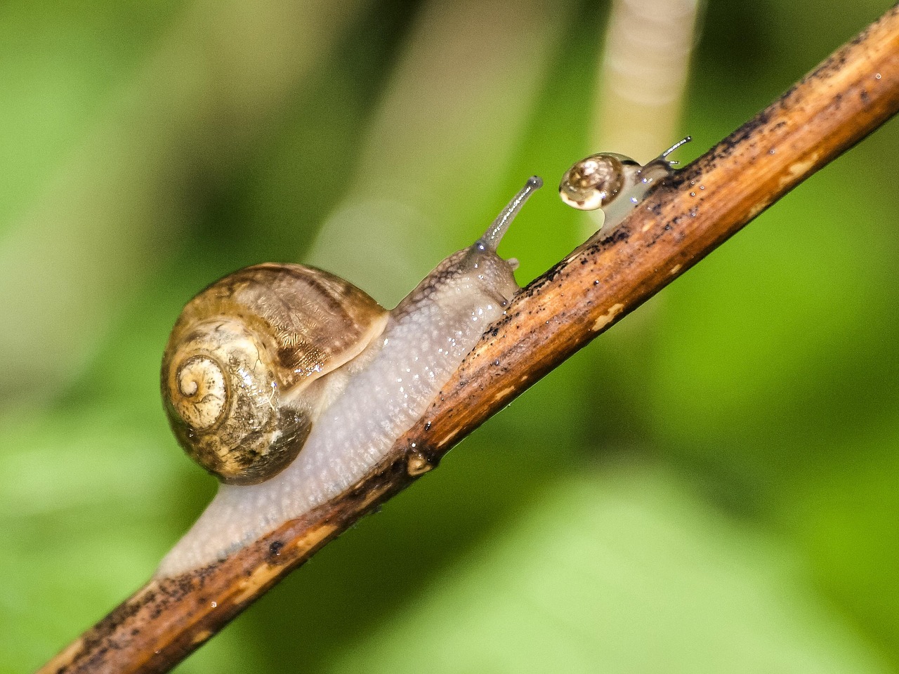 Snail Leaves Nature - Free photo on Pixabay