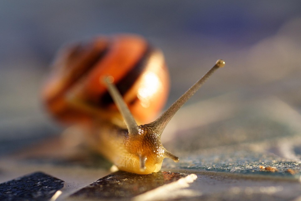 La Nature De Escargot Macro - Photo gratuite sur Pixabay - Pixabay