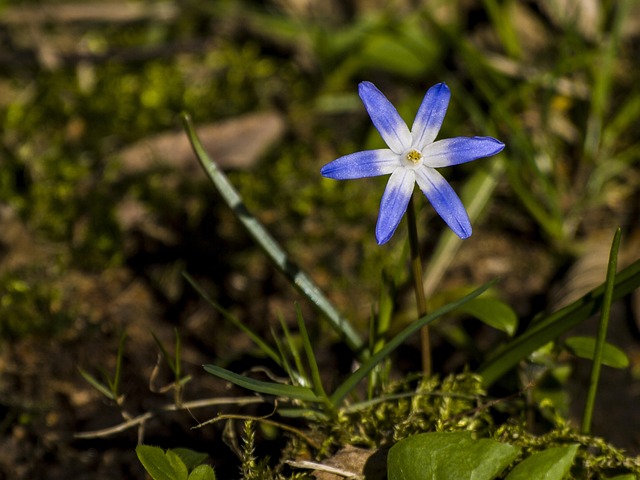 Blue Star Flower Blossom - Free photo on Pixabay - Pixabay