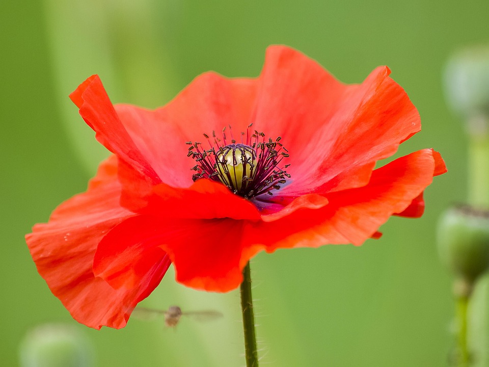 Poppy Flower Blossom - Free photo on Pixabay