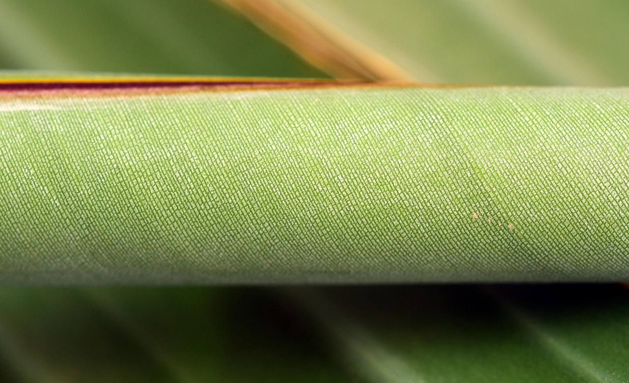 Daun Pisang Merapatkan Hijau - Foto gratis di Pixabay - Pixabay