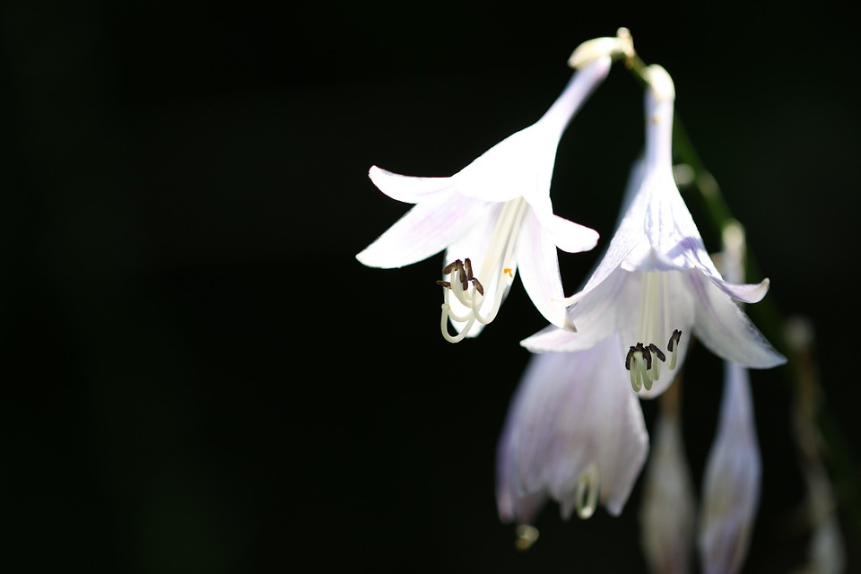 Bibichu Hosta Longipes Lily - Free photo on Pixabay - Pixabay
