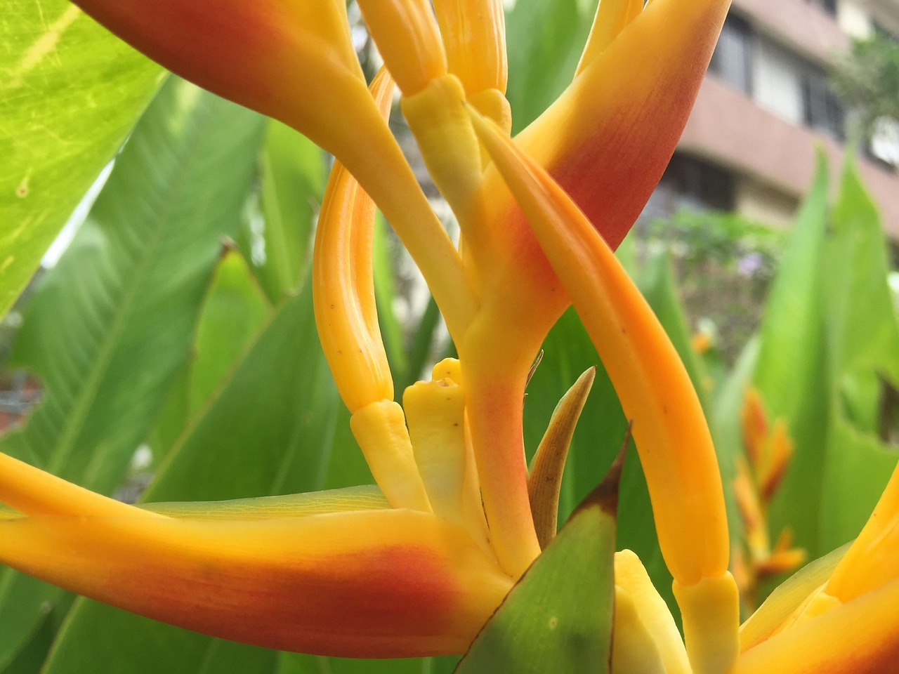 Heliconia Bunga Kebun - Foto gratis di Pixabay - Pixabay