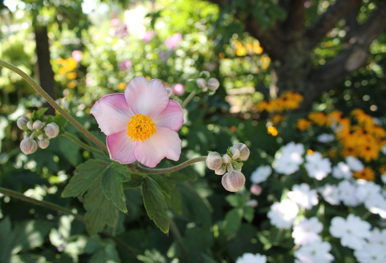 Fleur Fleurir Botanique - Photo gratuite sur Pixabay - Pixabay