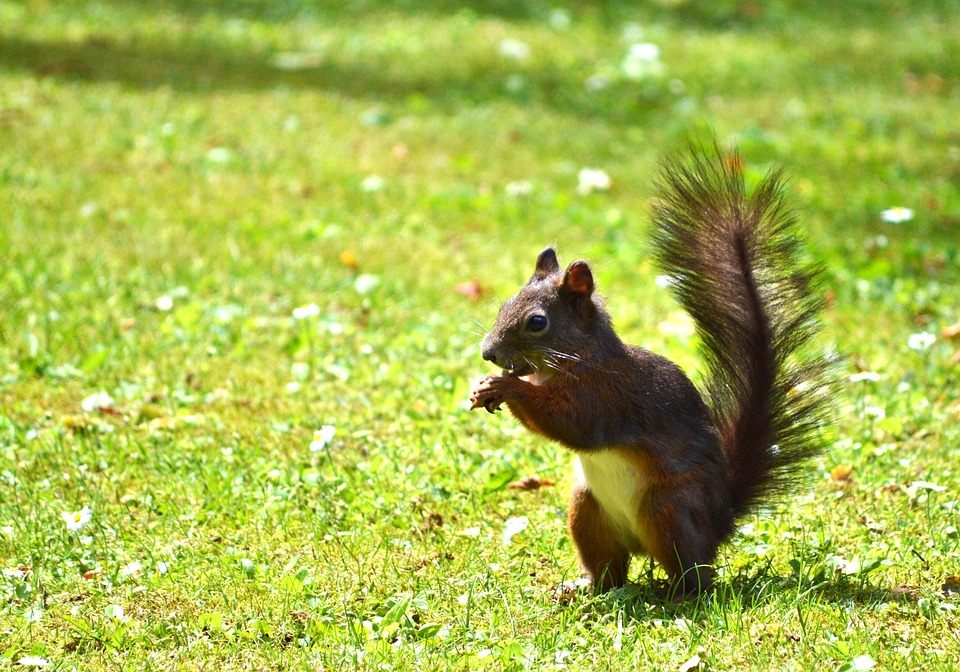 Écureuil Rongeur Brun - Photo gratuite sur Pixabay