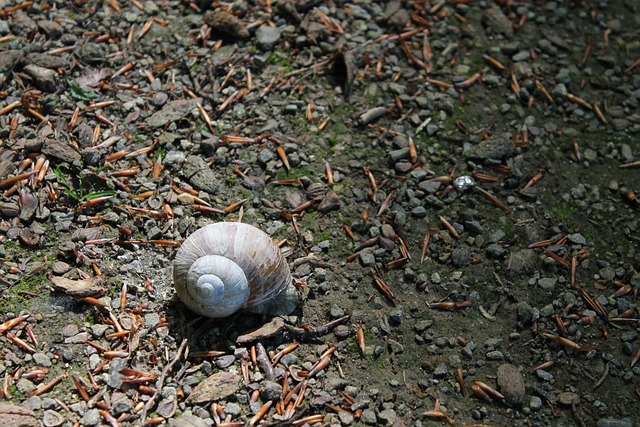 Escargot Coquille Coquilles - Photo gratuite sur Pixabay - Pixabay