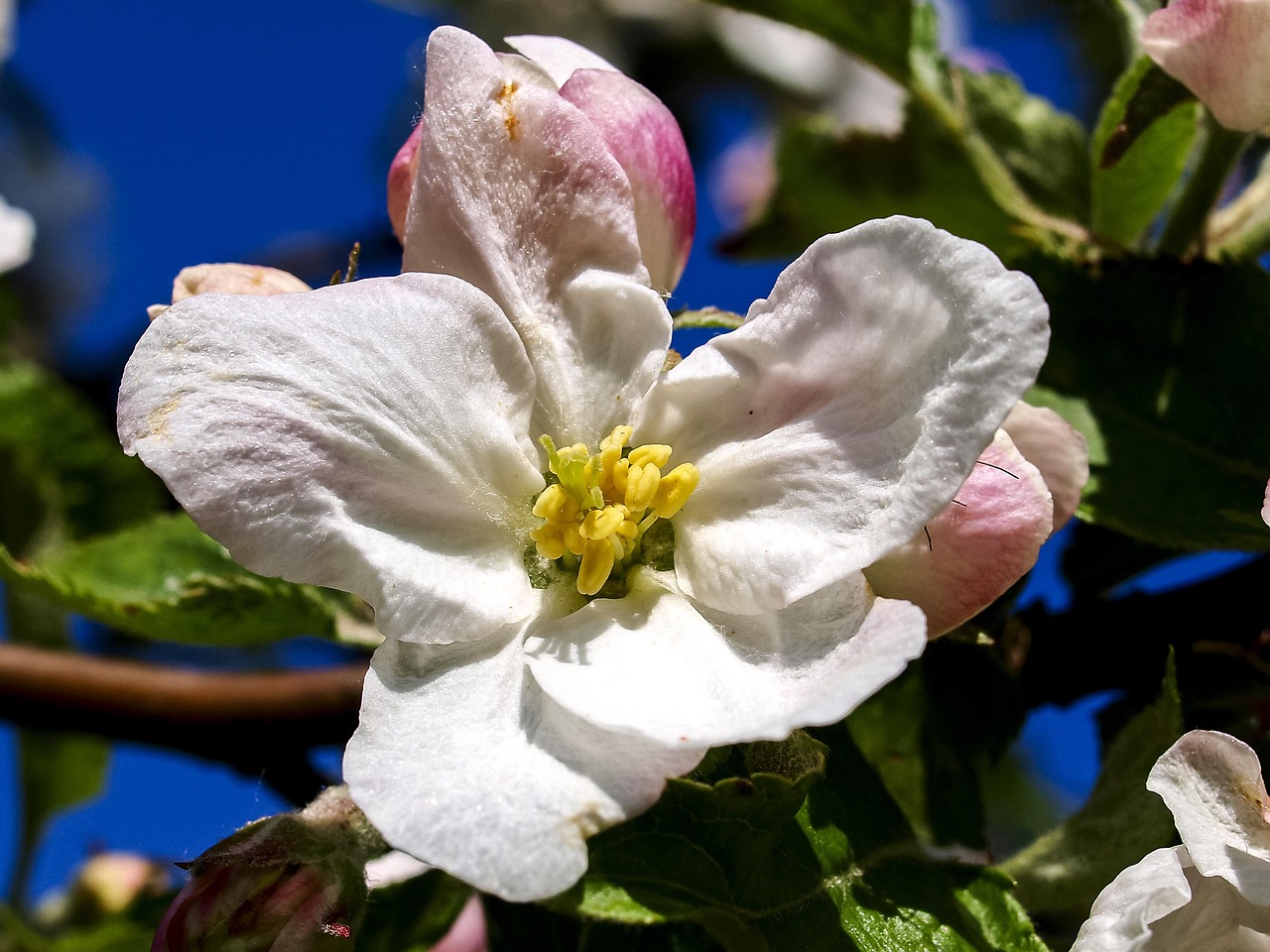 Blossom Bloom Flowering - Free photo on Pixabay - Pixabay