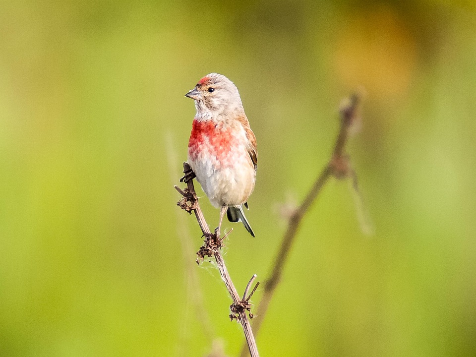 Bluthänfling Hänfling Vogel - Kostenloses Foto auf Pixabay - Pixabay