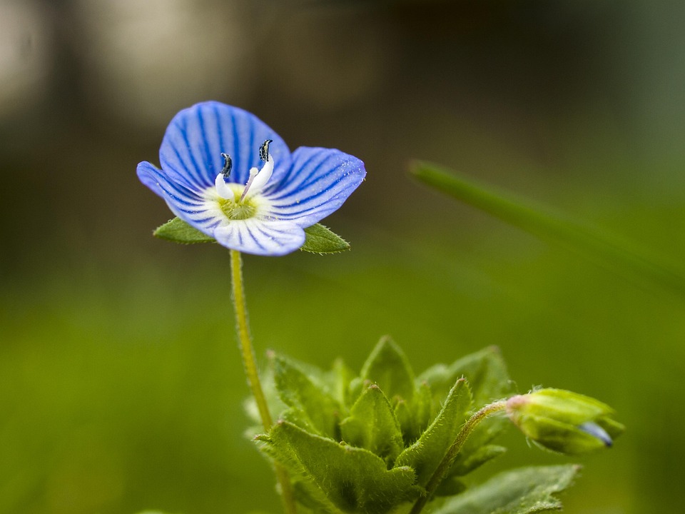 Ehrenpreis Pflanze Blume - Kostenloses Foto auf Pixabay - Pixabay