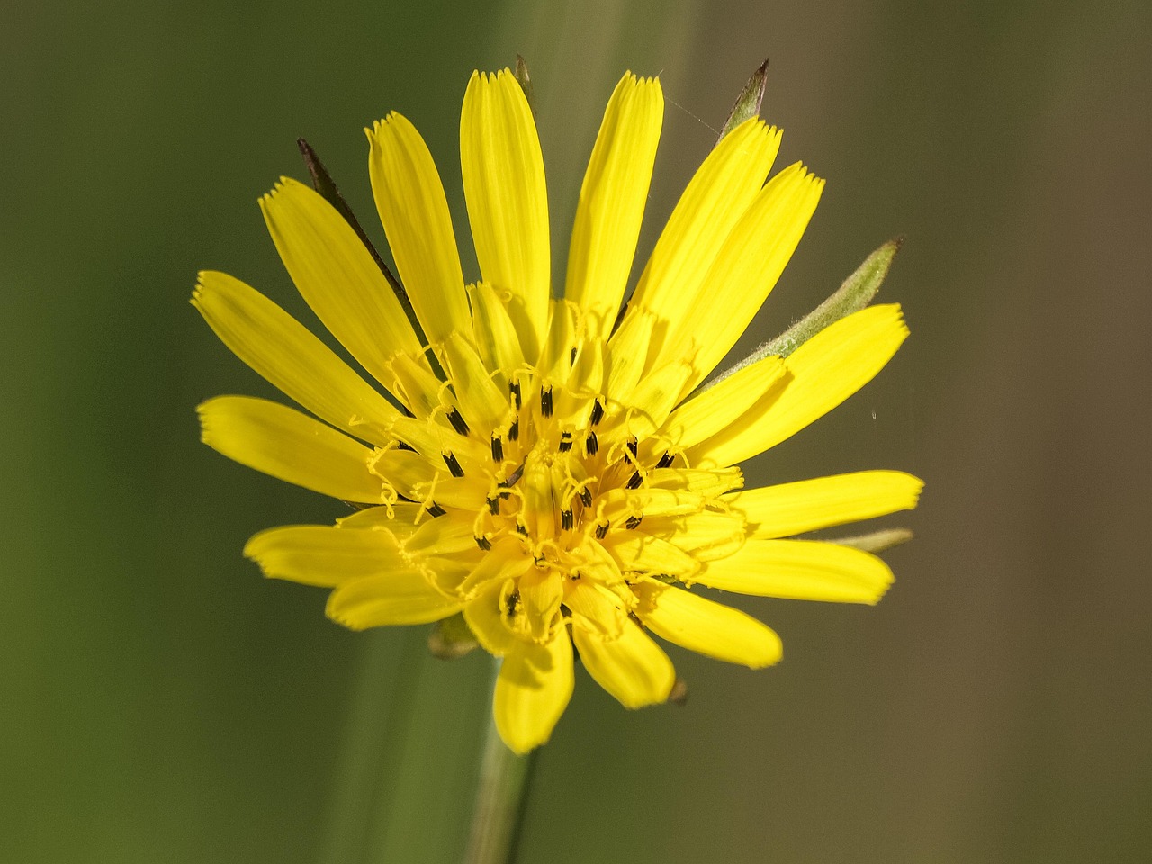 Hawkweed Flower Blossom - Free photo on Pixabay