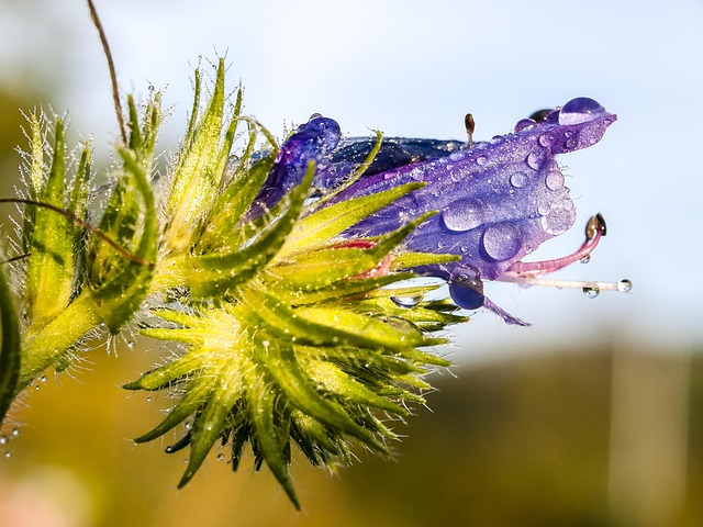 Snake Head Plant Flower - Free photo on Pixabay