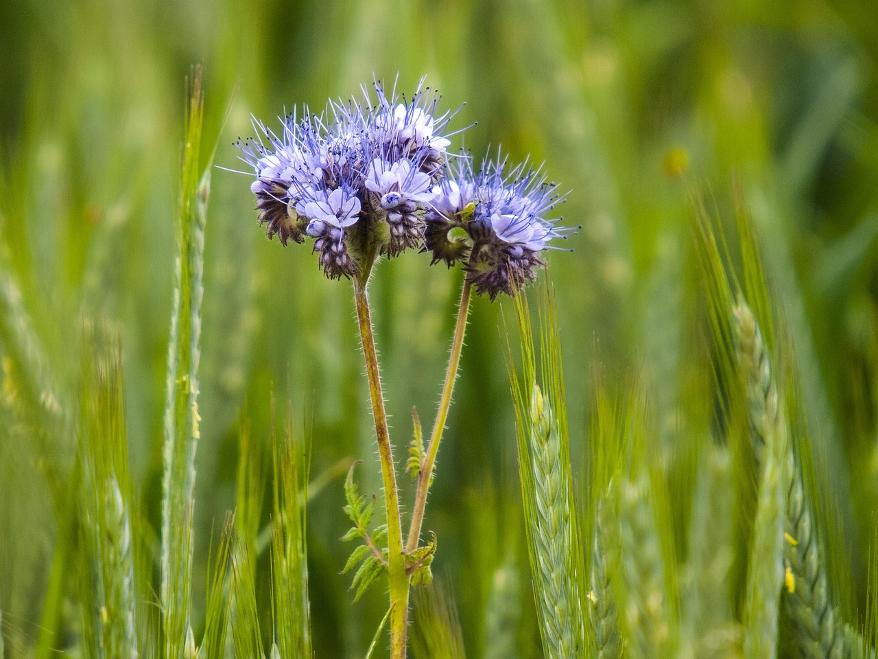 Phacelia Facelia Planta - Foto gratis en Pixabay - Pixabay