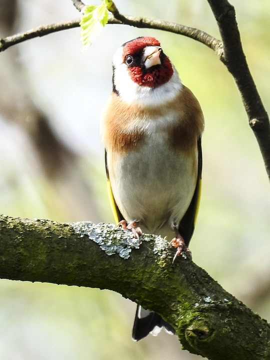 Stieglitz Songbird Garden Bird - Free photo on Pixabay - Pixabay