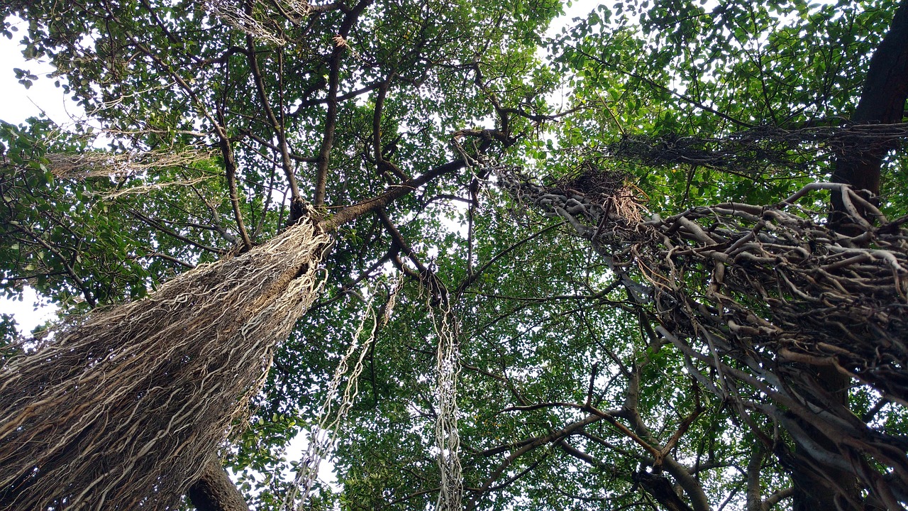 50+ Free Banyan Trees & Banyan Images - Pixabay