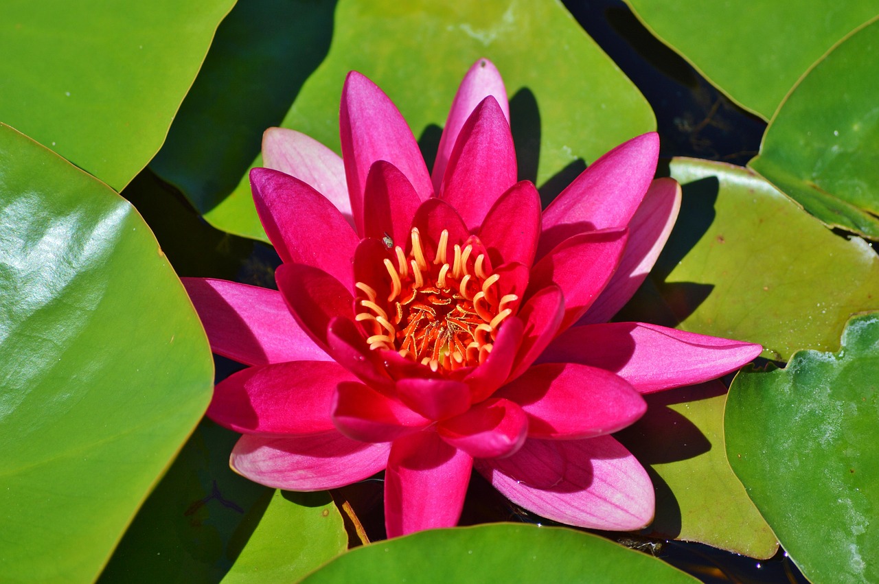 Water Lily Rose Flower - Free photo on Pixabay - Pixabay