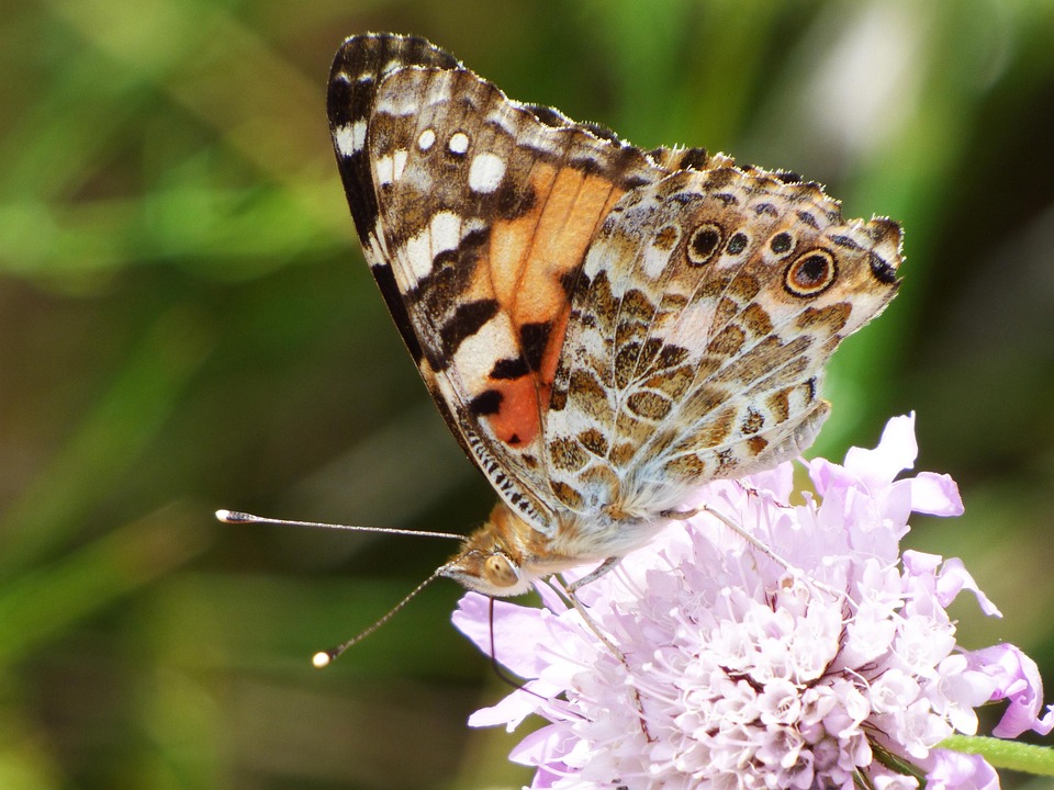 Butterfly Wild Flower Vanessa - Free photo on Pixabay - Pixabay