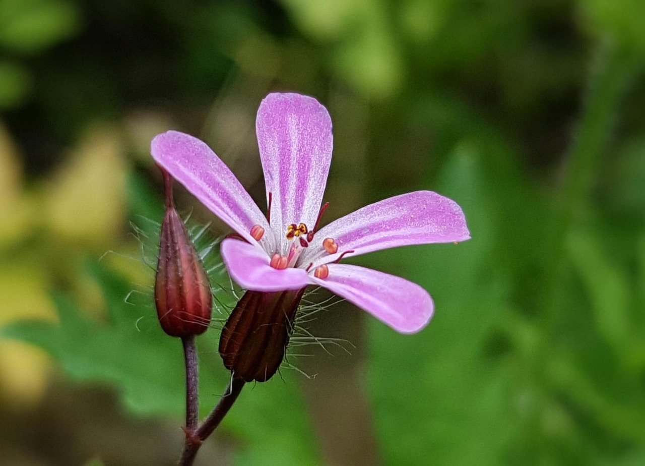 Blossom Bloom Flower - Free photo on Pixabay