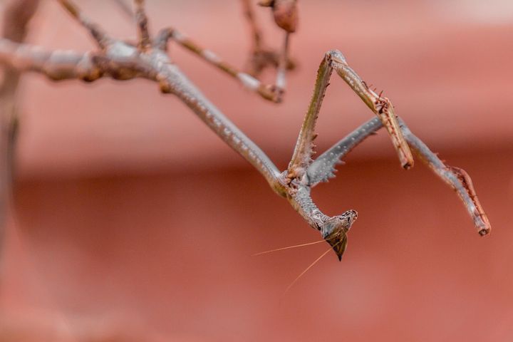 700+ Free Mantis & Praying Mantis Images - Pixabay
