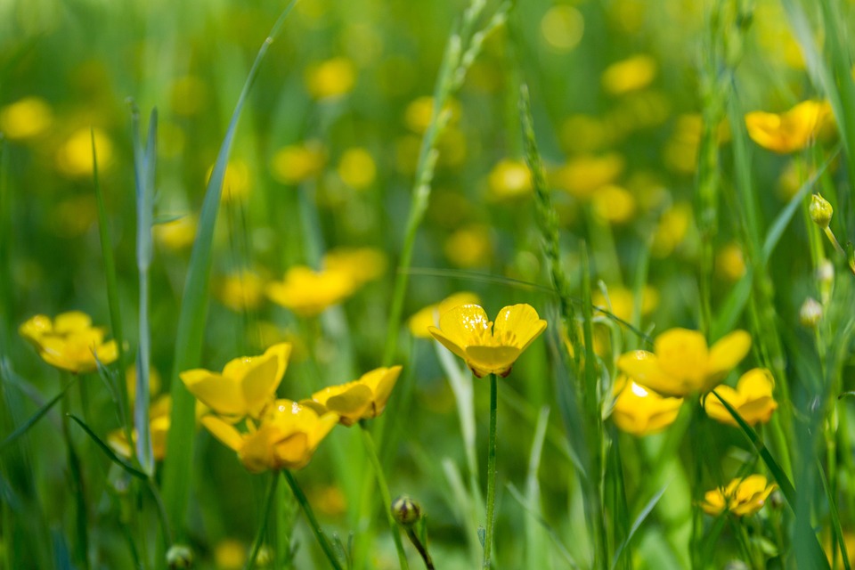 Padang Rumput Bunga-Bunga Cangkir - Foto gratis di Pixabay - Pixabay