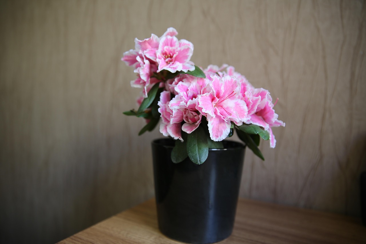 80,000+ Free Pink Backround & Backround Images - Pixabay