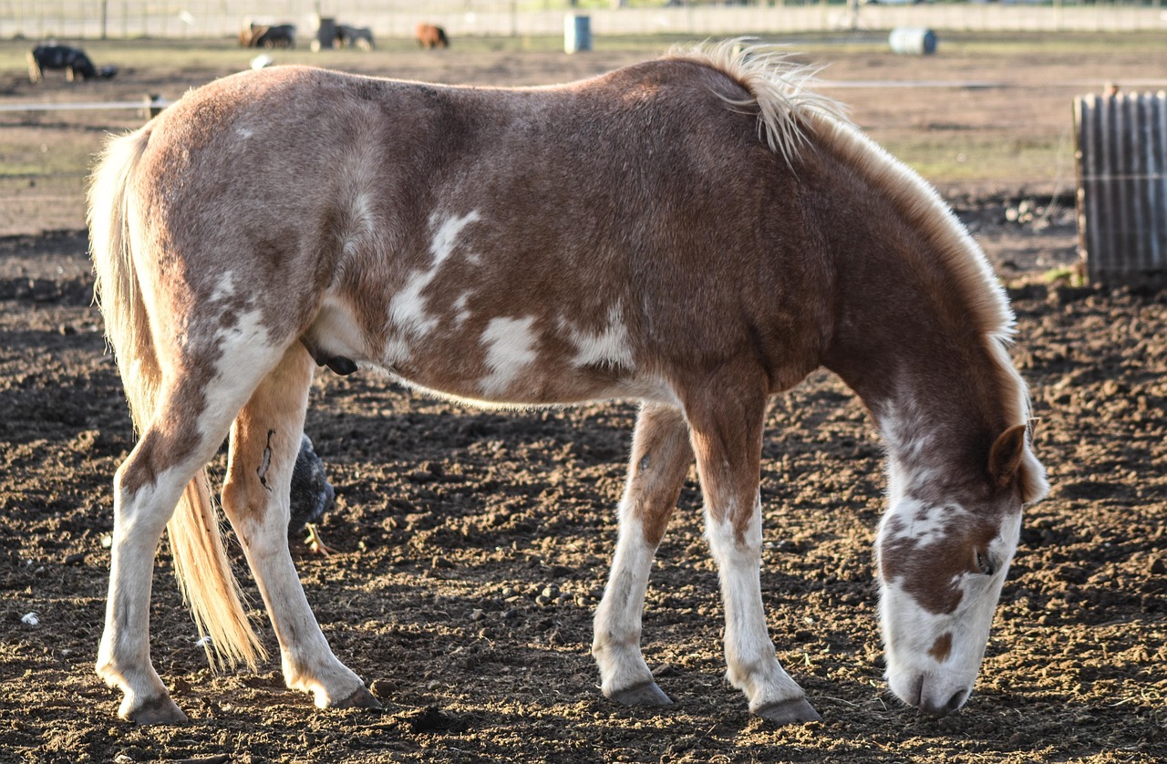 Equino Animal Cuadrúpedo - Foto gratis en Pixabay - Pixabay