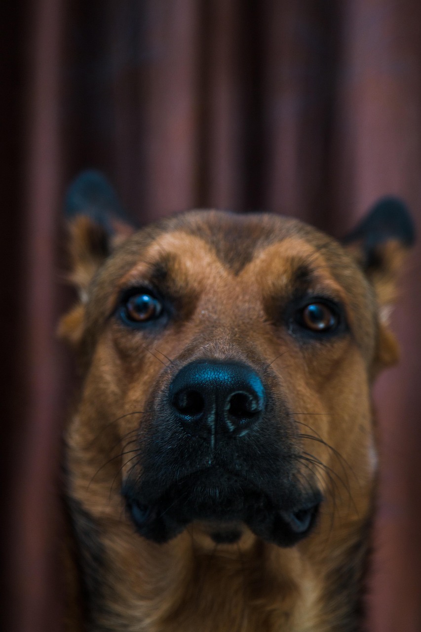 Perro Mascota Nariz - Foto gratis en Pixabay - Pixabay