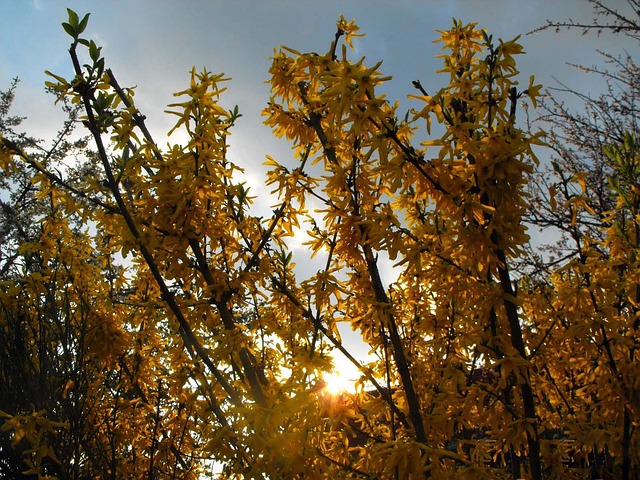 Golden Rain Branches Plant - Free photo on Pixabay - Pixabay