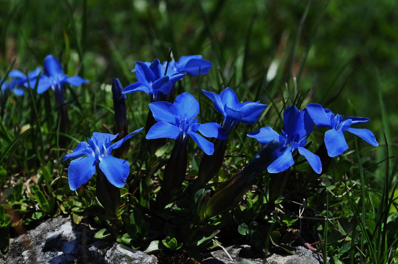 Plus de 300 images de Gentiane et de Fleur - Pixabay