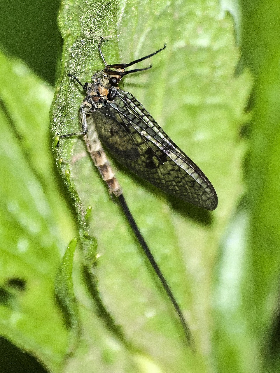 50+ Free Mayflies & Mayfly Images - Pixabay