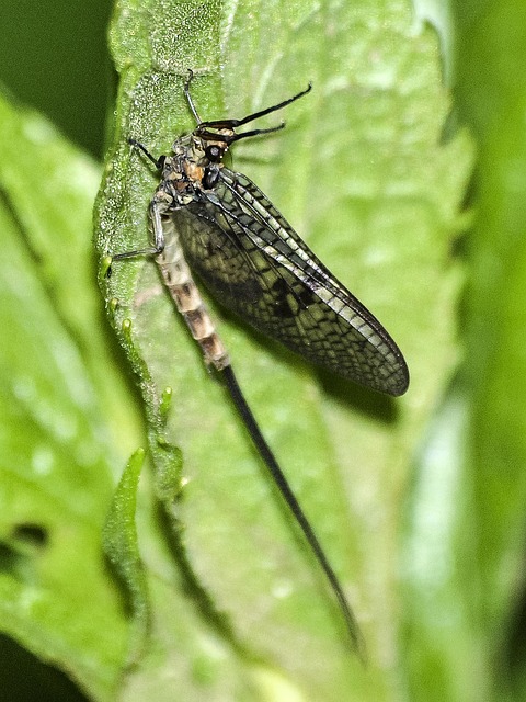 50+ Free Mayflies & Mayfly Images - Pixabay