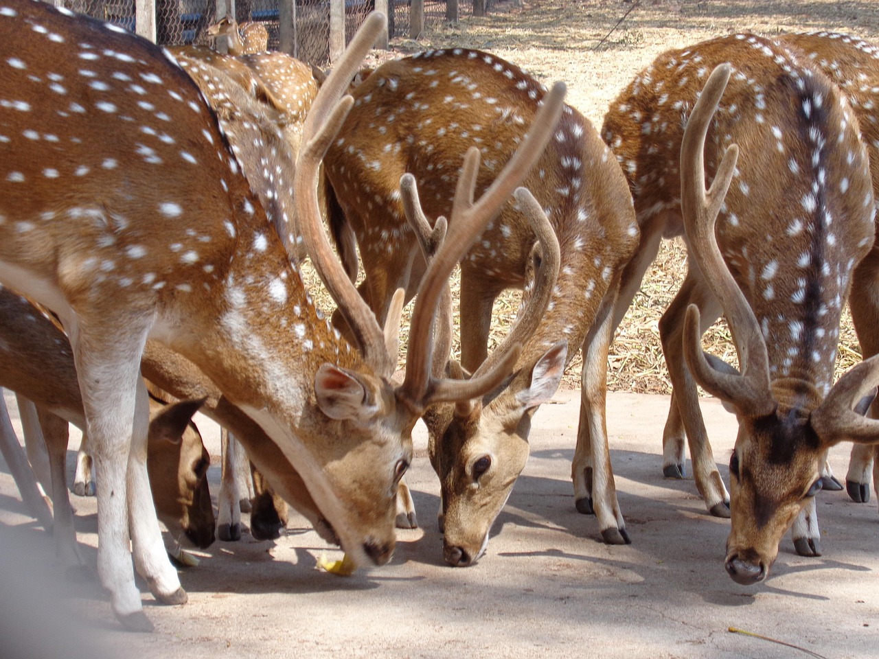 Deer India Wildlife - Free photo on Pixabay - Pixabay
