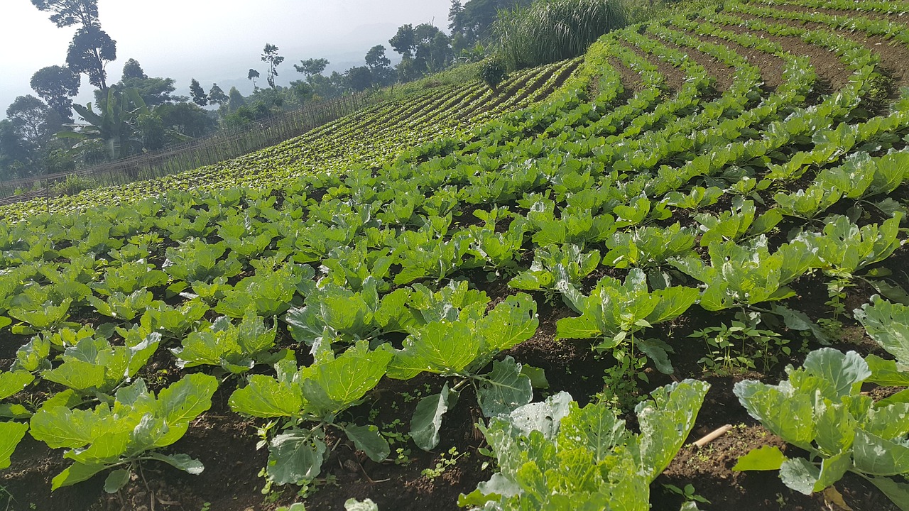 Col Verduras Vegetal La - Foto gratis en Pixabay - Pixabay