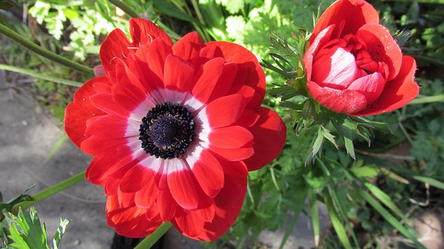 Anêmona Vermelho Flores - Foto gratuita no Pixabay - Pixabay