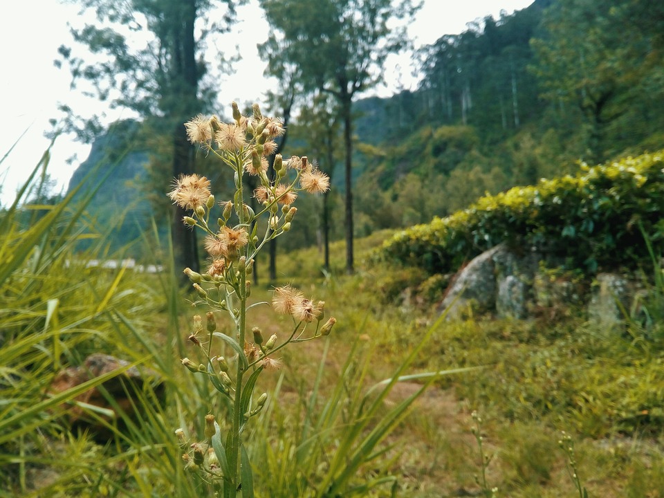 Nature Flower Sri Lanka - Free photo on Pixabay - Pixabay