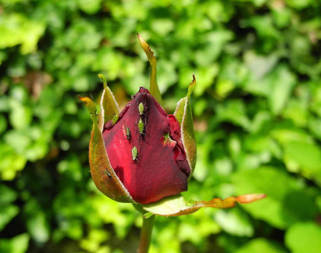 Rose Rosebud Bloem - Gratis foto op Pixabay - Pixabay