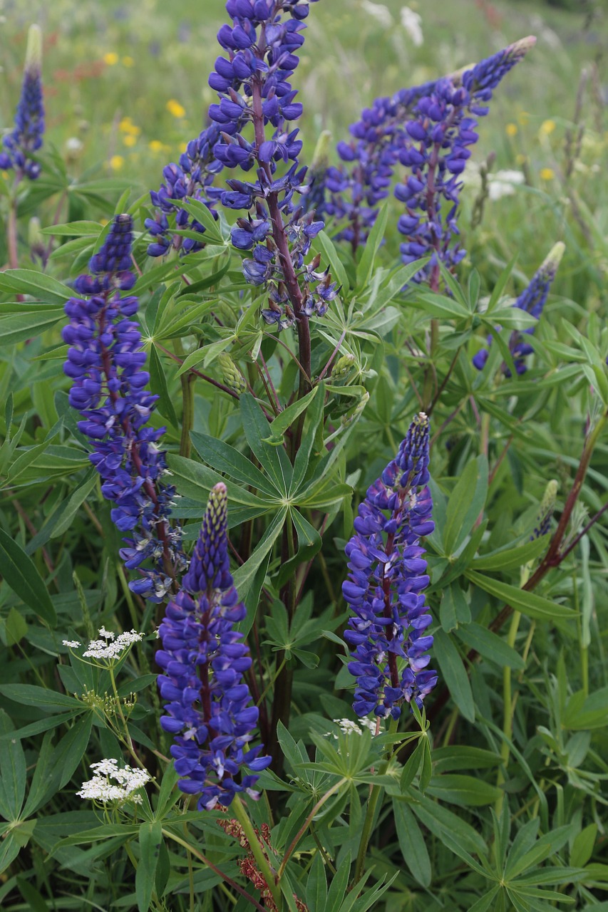 Lupinia Flore Fleur - Photo gratuite sur Pixabay - Pixabay