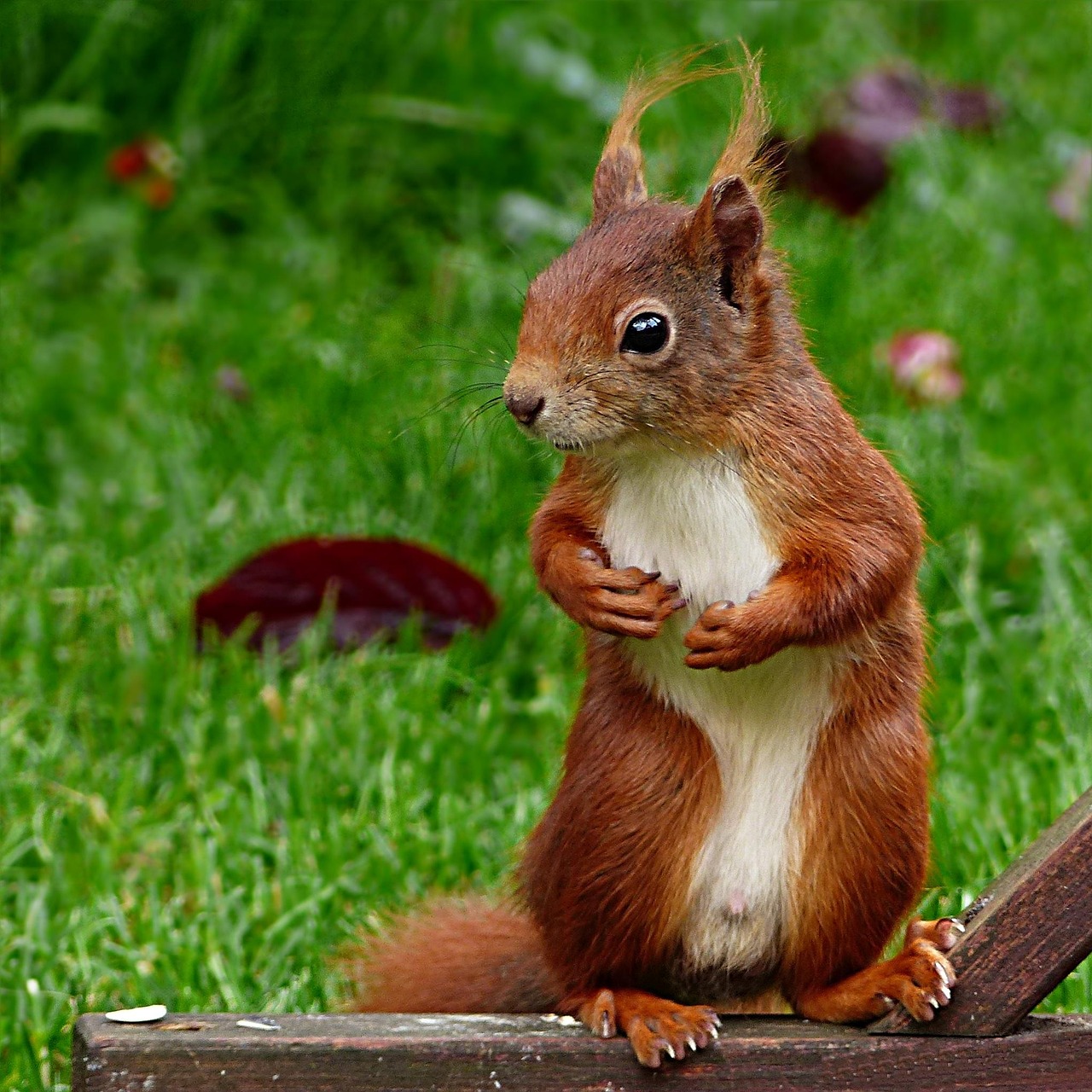 Animal Rodent Squirrel Sciurus - Free photo on Pixabay