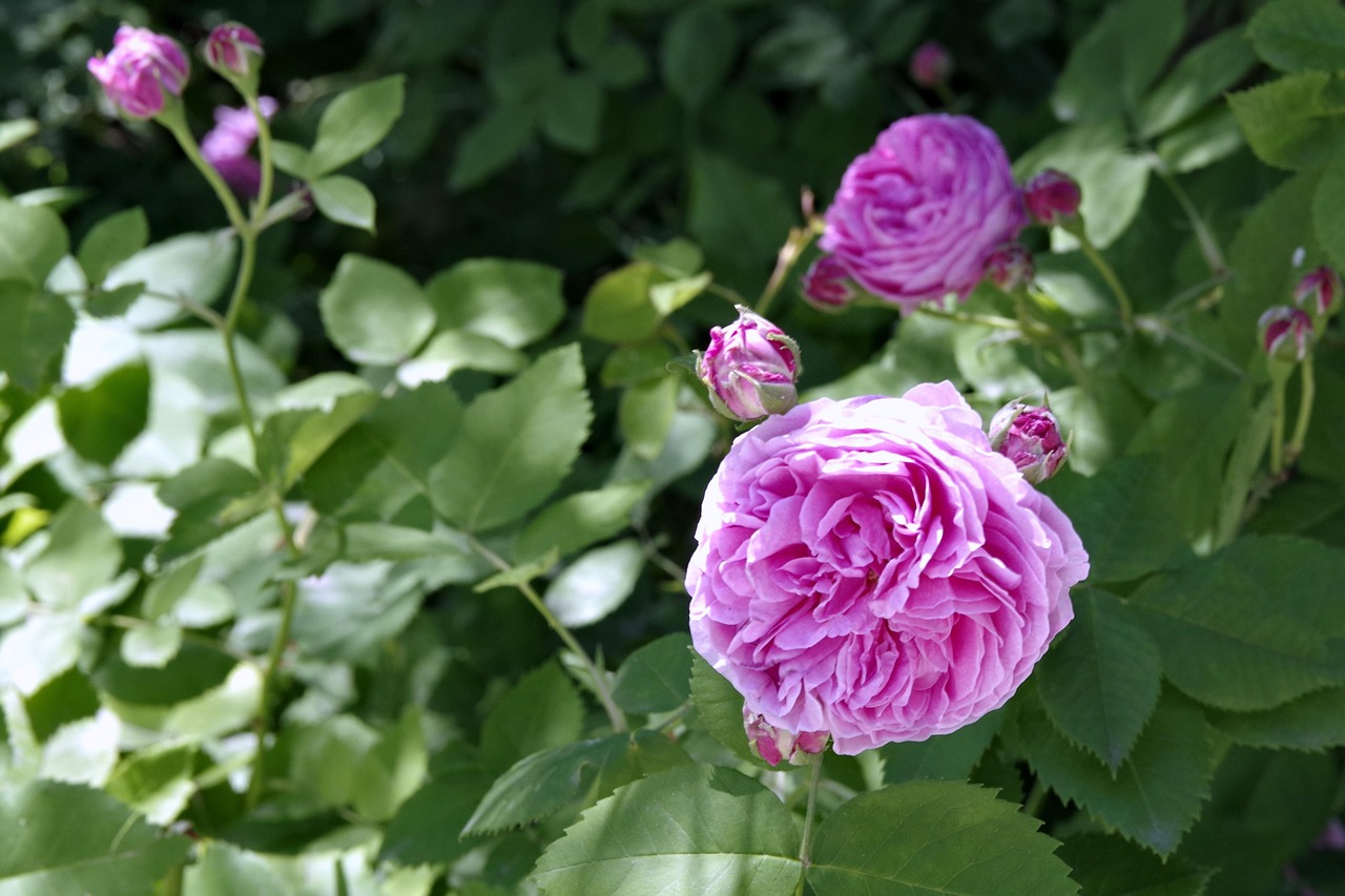 Rose Violett Rosa - Kostenloses Foto auf Pixabay - Pixabay