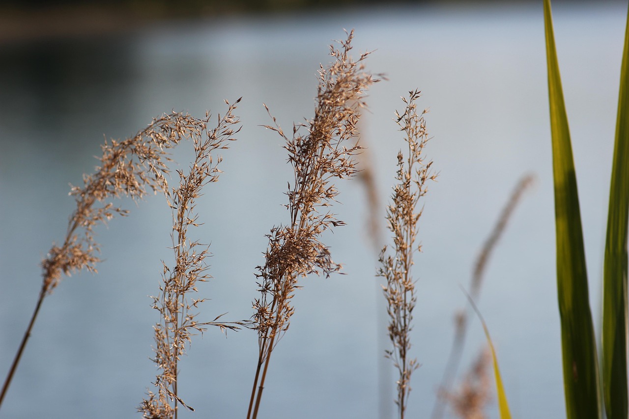 Dry Grass Lake Wind Free Photo On Pixabay Pixabay