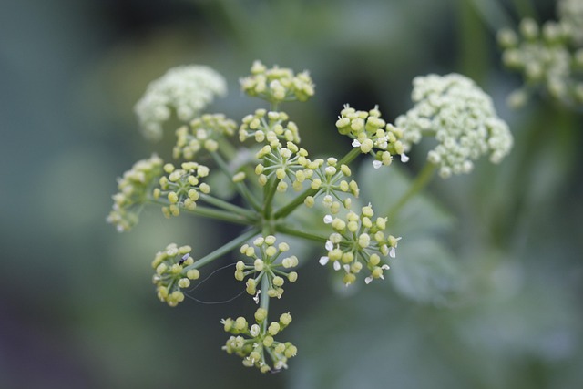 Green Flower Herb - Free photo on Pixabay - Pixabay