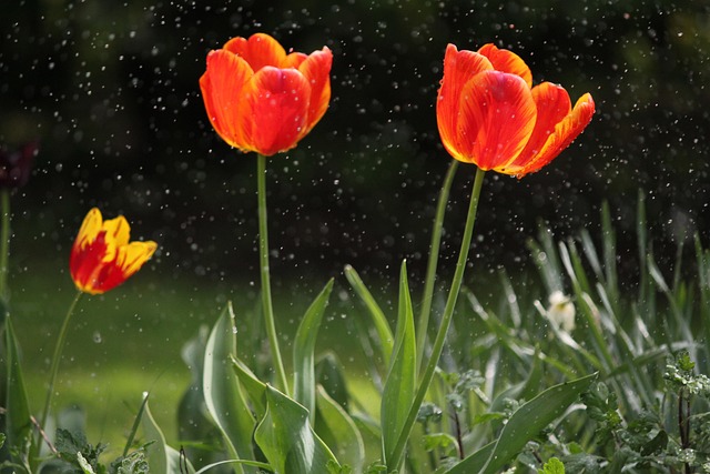 Bunga Tulip Musim - Foto gratis di Pixabay - Pixabay